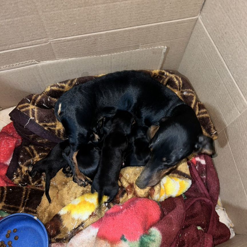 Щенки таксы