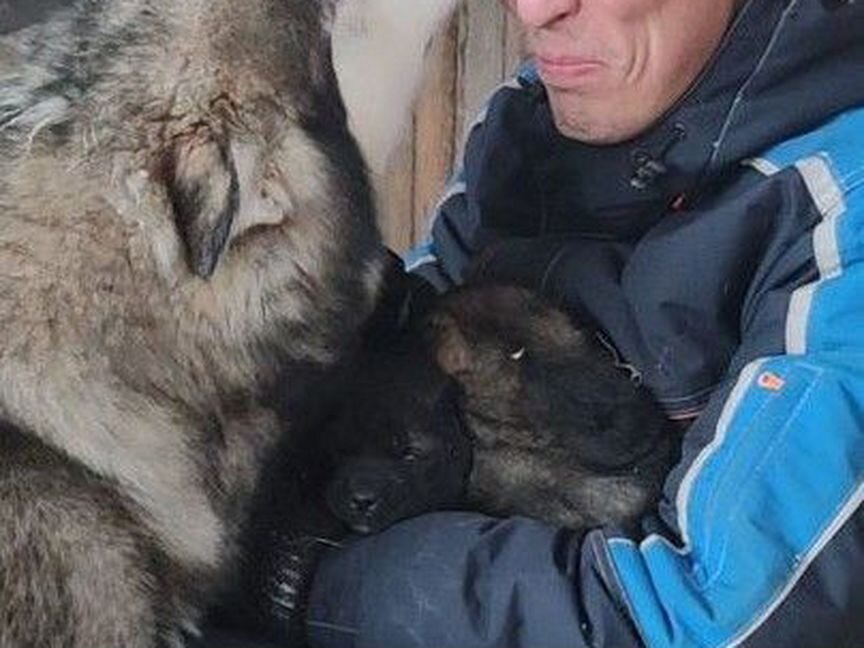 Щенки маламут