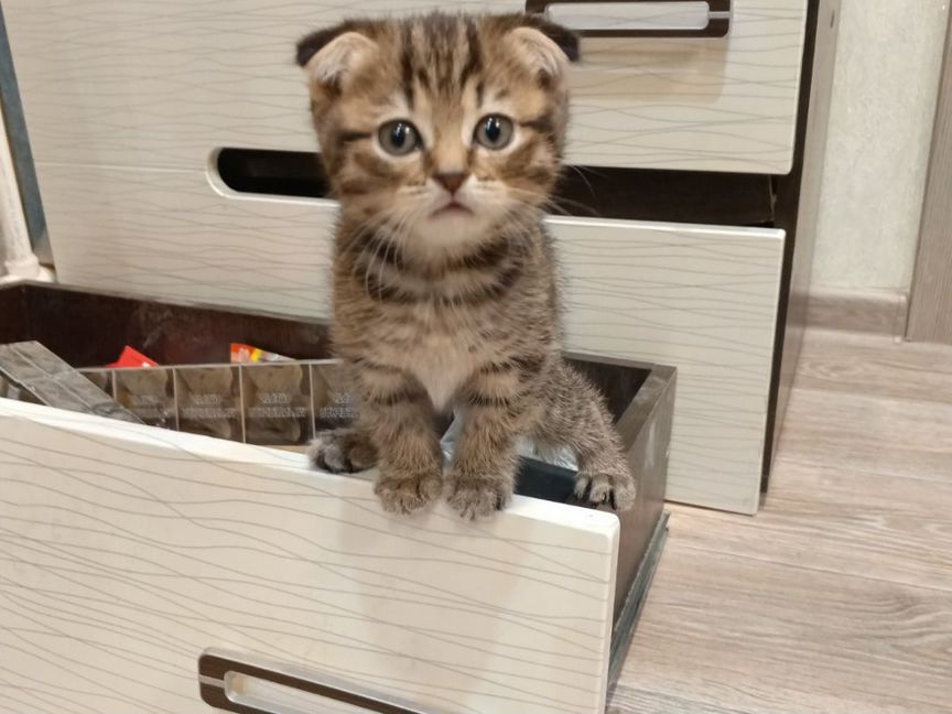 Шотландские вислоухие и прямоухие котята