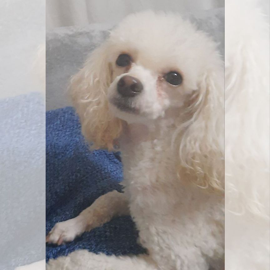 Той-пудель, взрослая собака