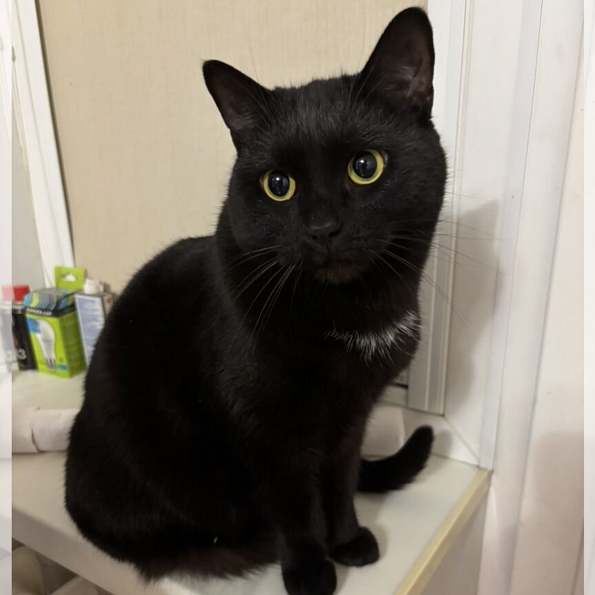 Взрослая, Девочка кошка в добрые руки