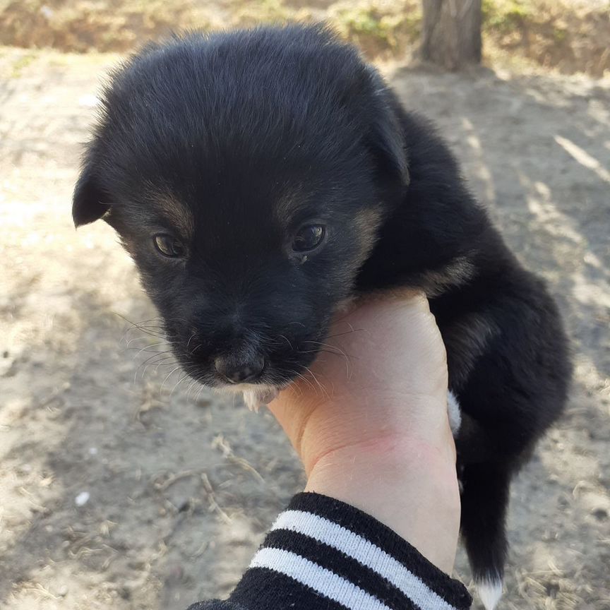 Отдам в добрые руки