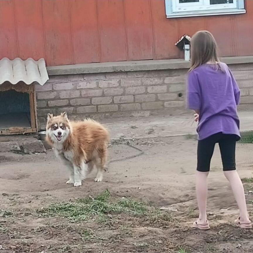 Аляскинский маламут