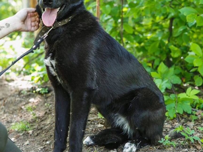 Черника ищет дом