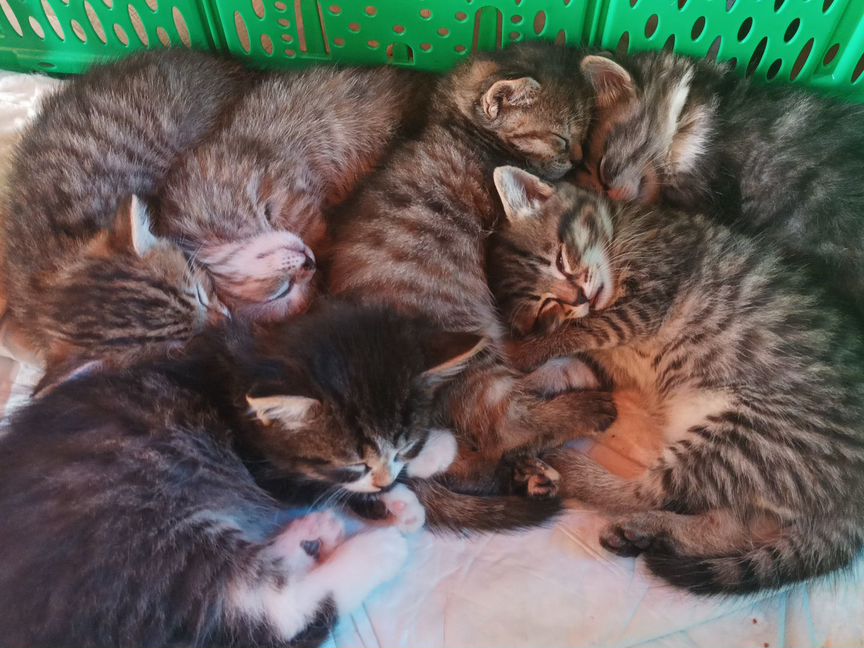 Котятки в добрые руки
