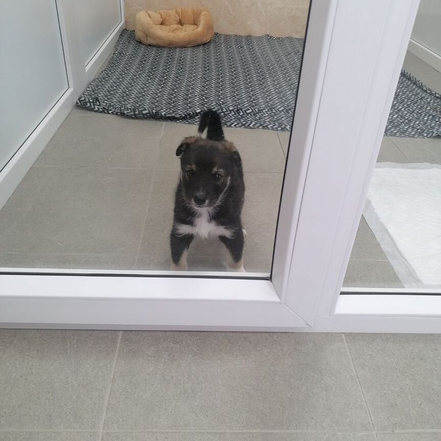 Щенок в добрые руки