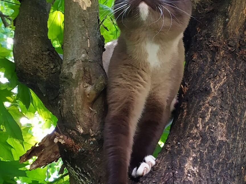 Котенок Гавана браун