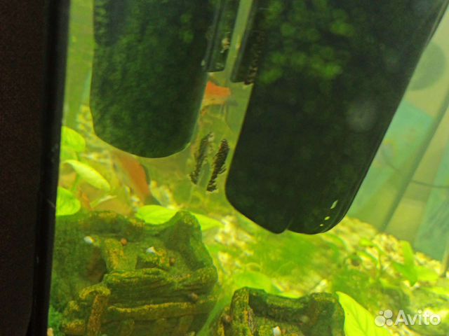 Сомик-анцистр