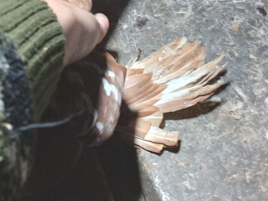 Продам узбекских голубей