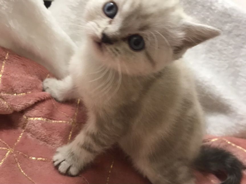 Котенок