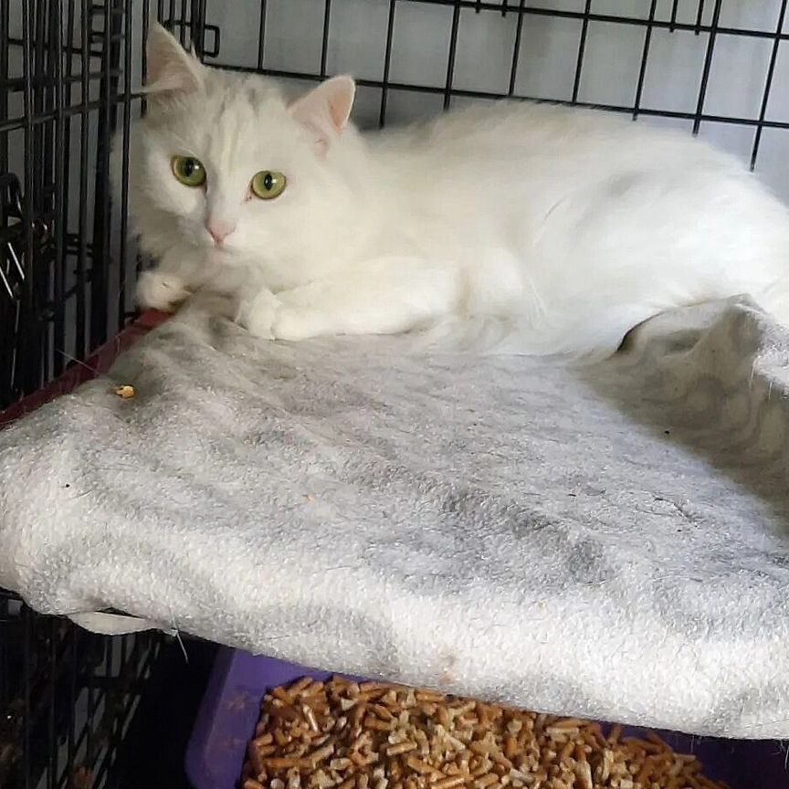 Взрослая, кошка в добрые руки