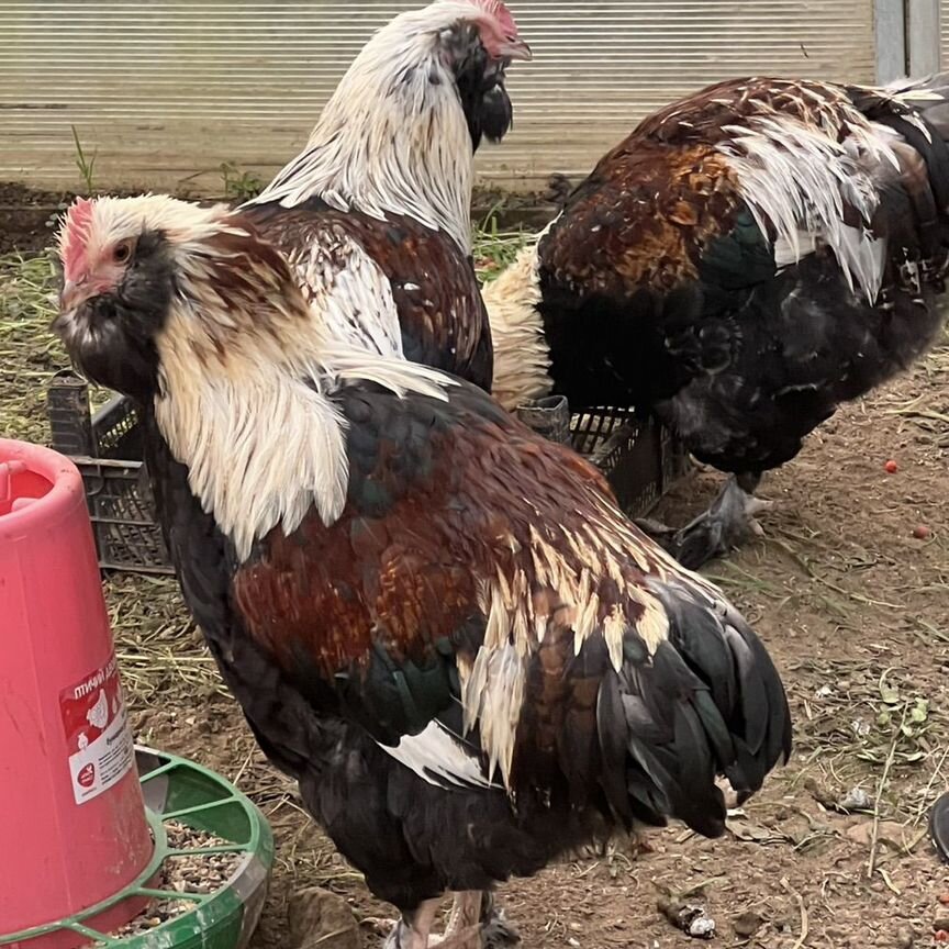 Петушки Фавероль 6 месяцев