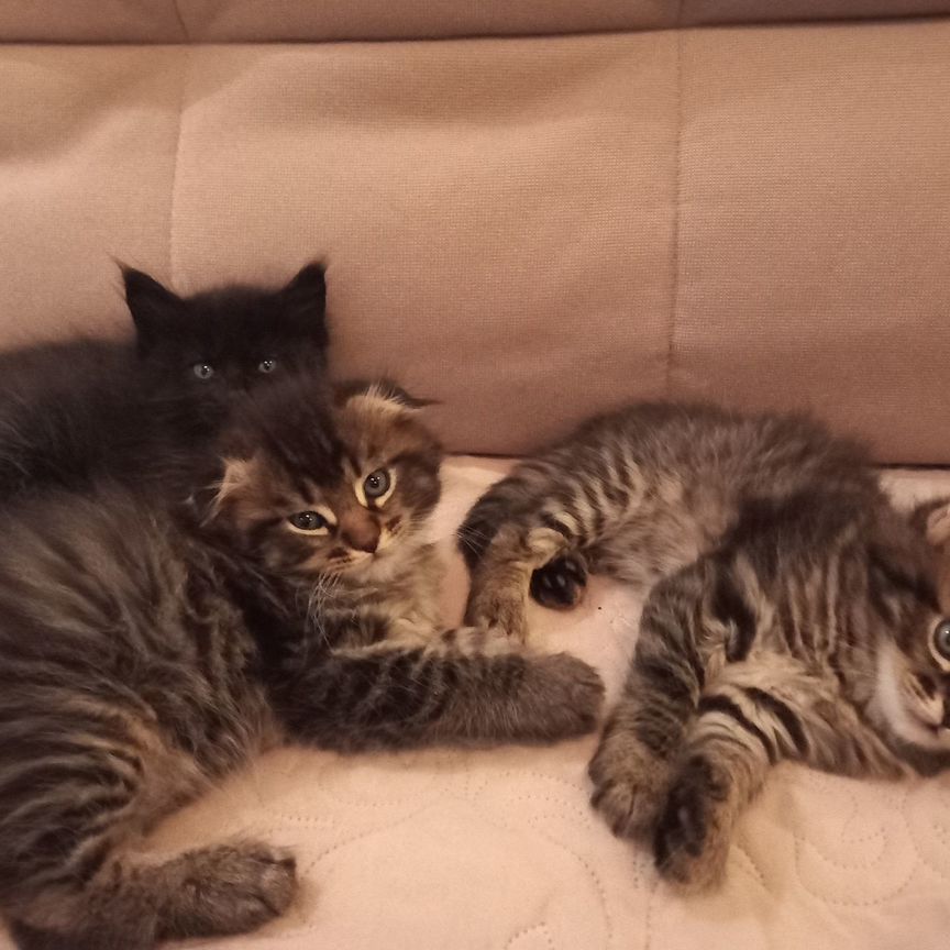 Шотландские котята