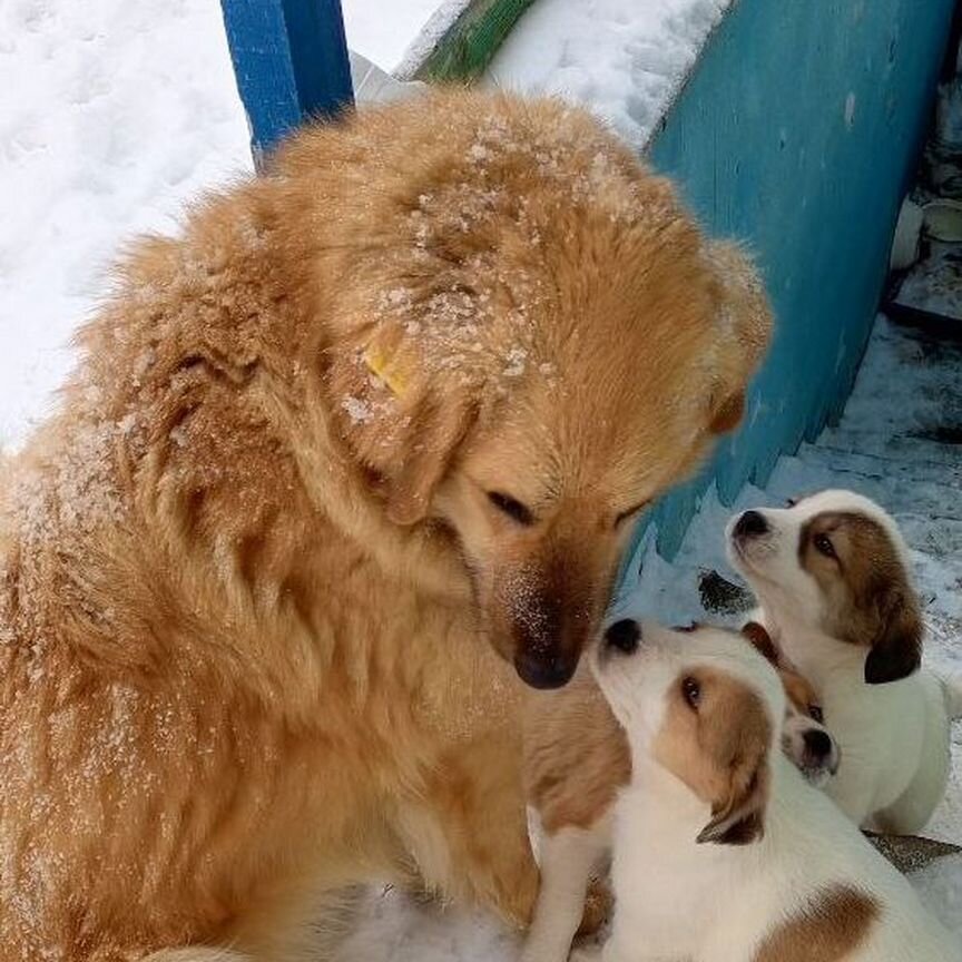 Щеночки