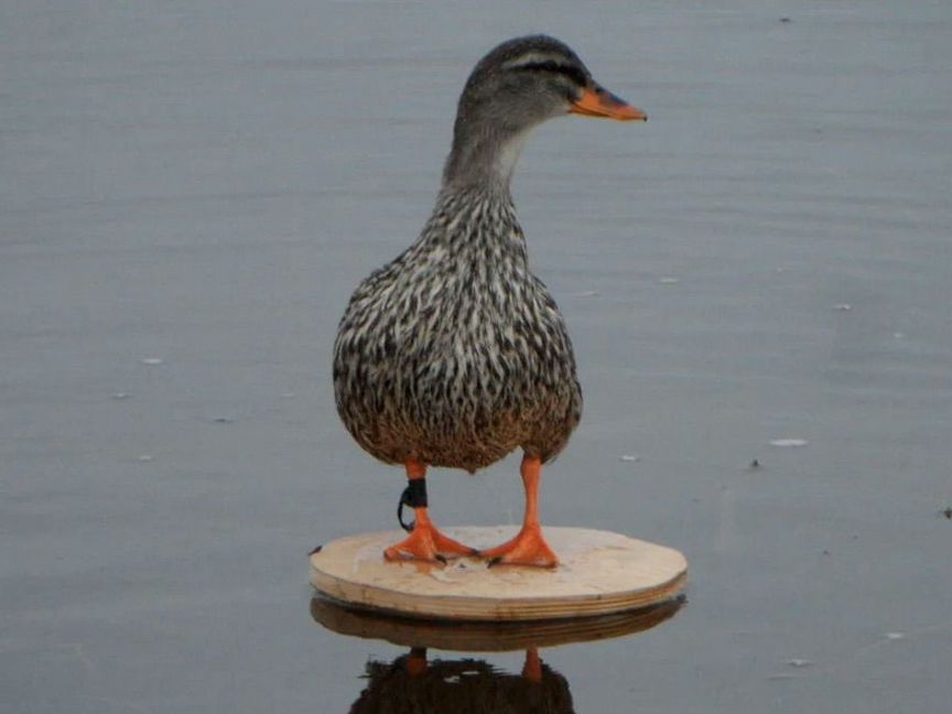 Подсодная утка кряква для охоты