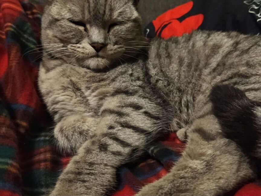 Британской породы окрас макрель