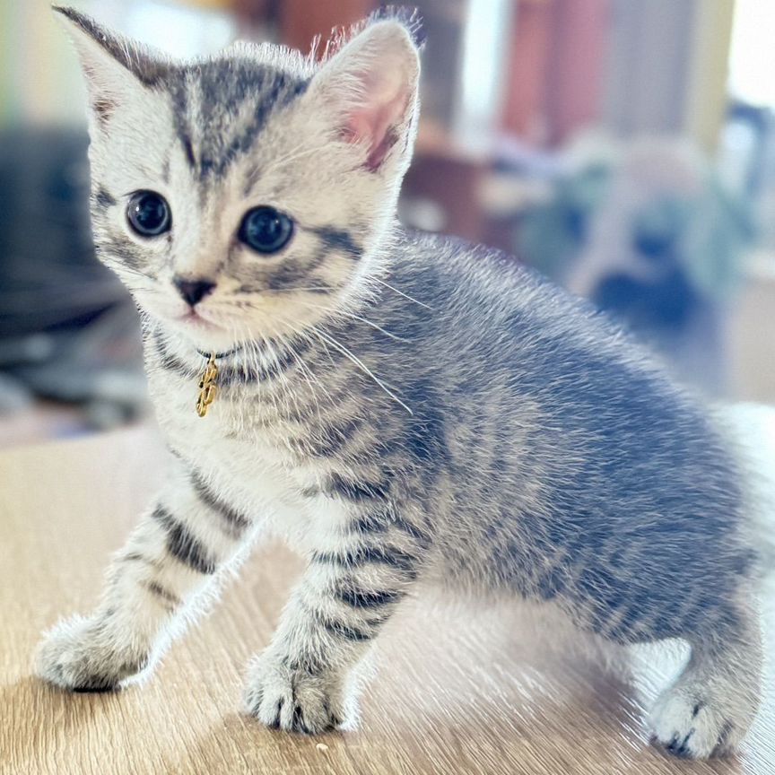 Котята от Шотландской кошки