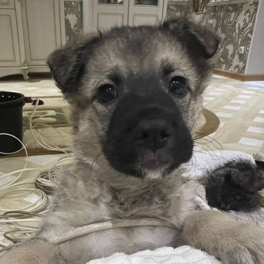 Плюшевый Балу ждет родителей