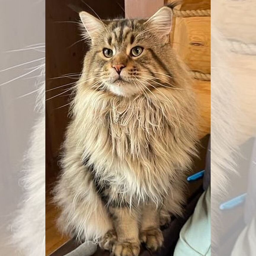 Мейн-кун котёнок