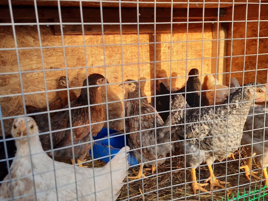 Курочки молодки