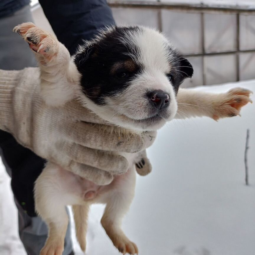 Щенок в добрые руки