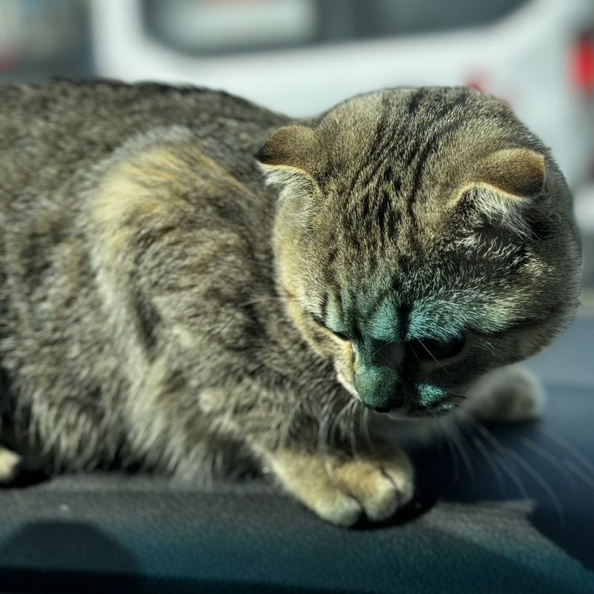 Шотландский кот вязка спб