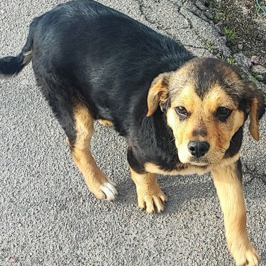 Щенок в добрые руки