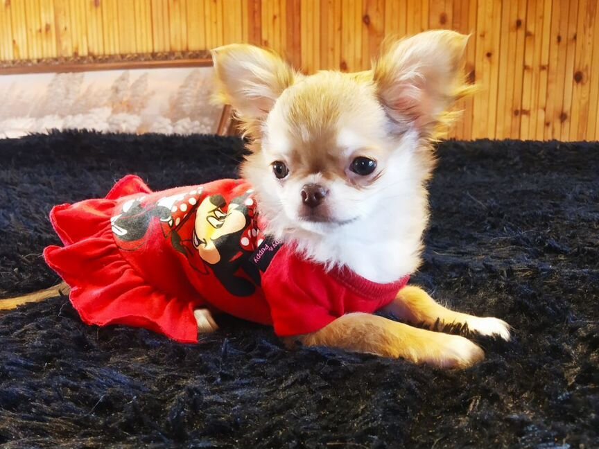 Чихуахуа мини девочка