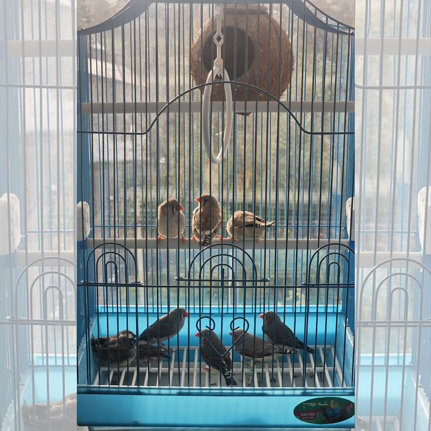 Зебровые амадины