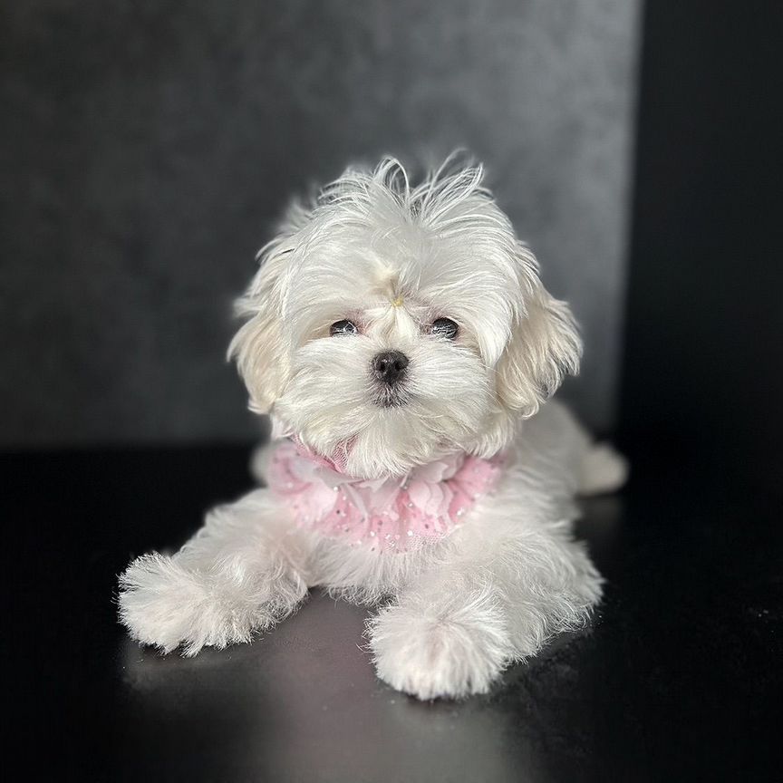 Мальтийская болонка, щенок