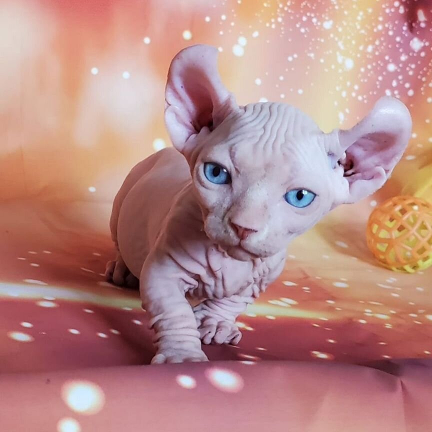 Эльф синеглазый котик,привит