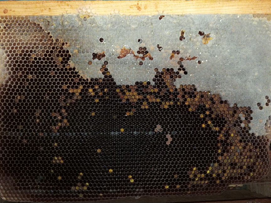 Рамки с вощиной