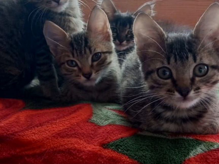 Котята в добрые руки бесплатно