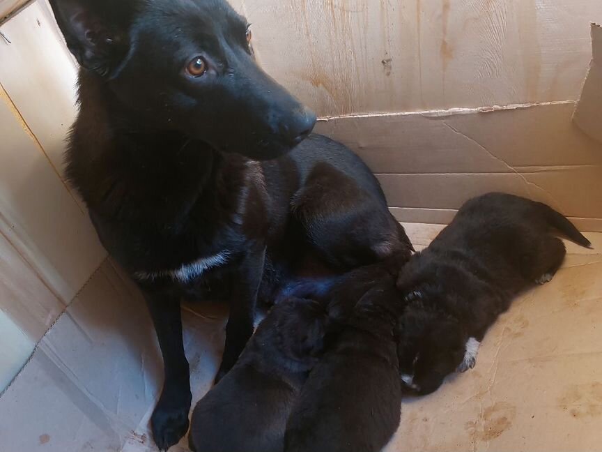 Щенки от хорошей собачки