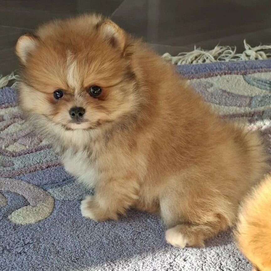 Померанский шпиц, щенок