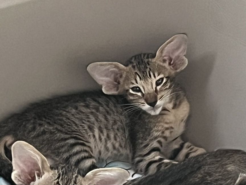 Ориентальные котята