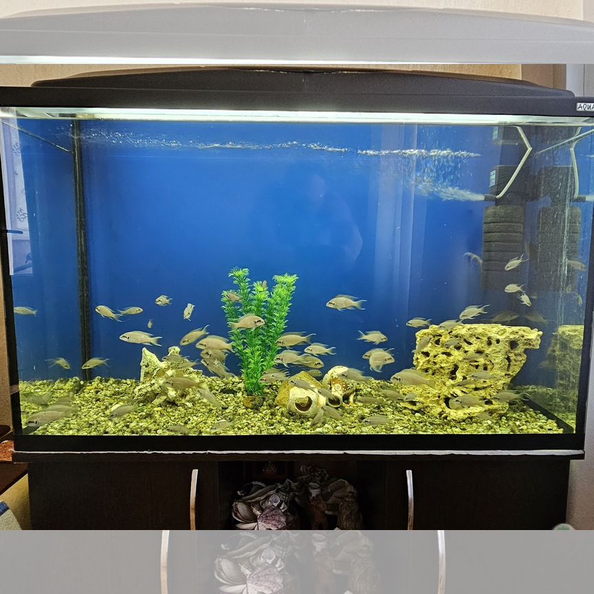 Аквариум с тумбой 240 литров со всем содержимым