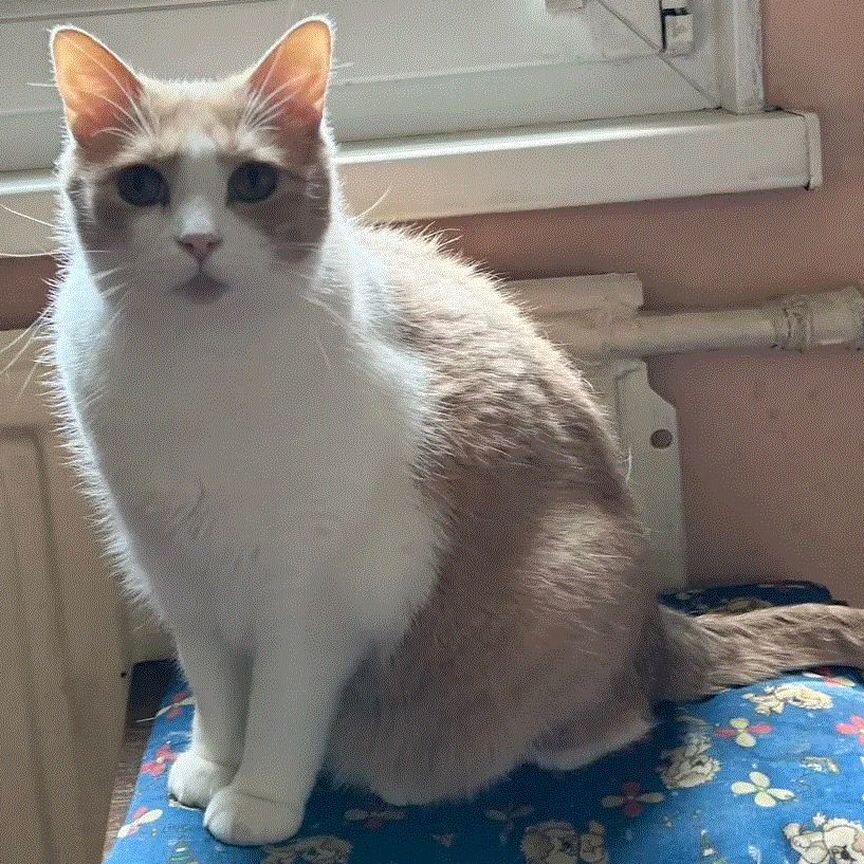 Спокойный вальяжный рыжий кот ищет новый дом