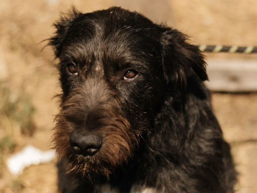 Собаки из приюта