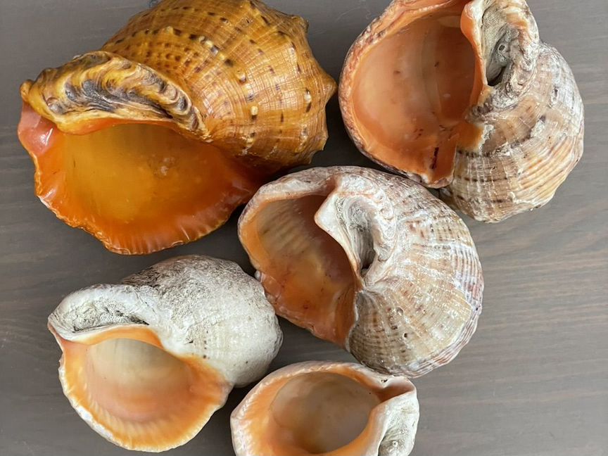 Ракушка, рапан