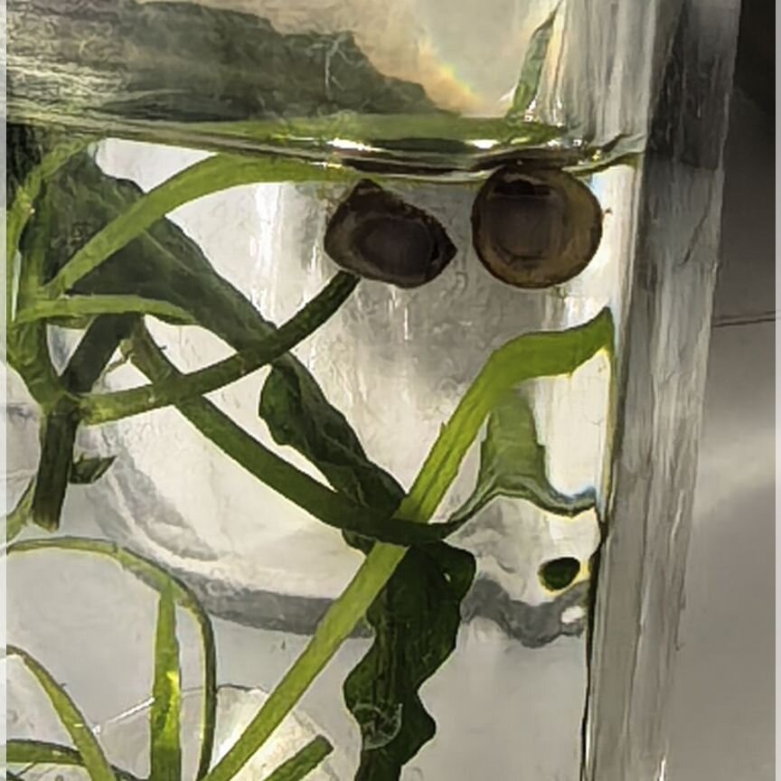 Улитки ампулярии