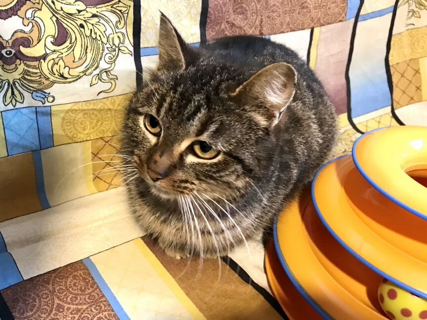 Маленький тигрёнок