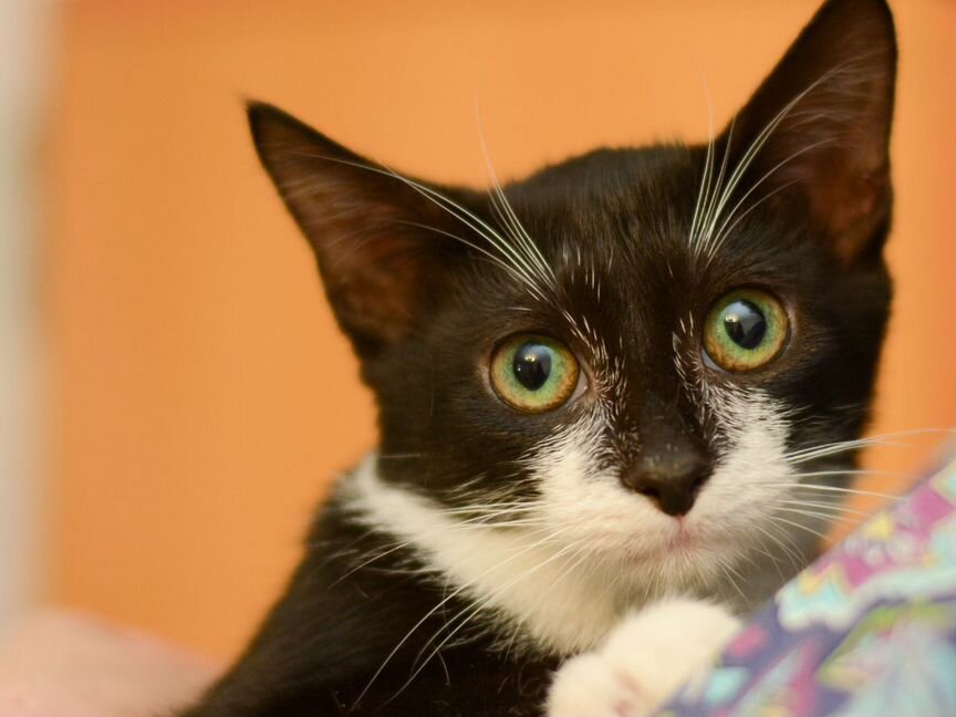 Нежная,ласковая кисонька 3,5 мес