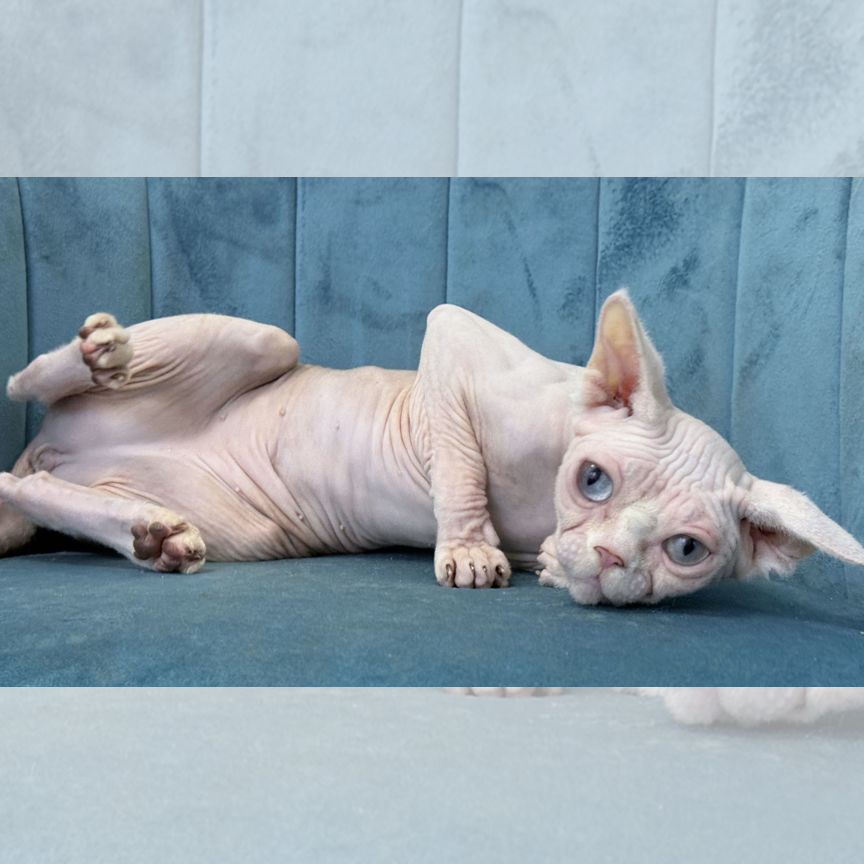 Канадский сфинкс котёнок