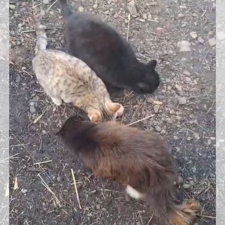 Взрослый кот в добрые руки