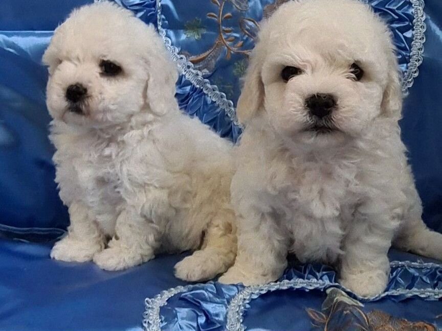 Бишон фризе мальчик и две девочки