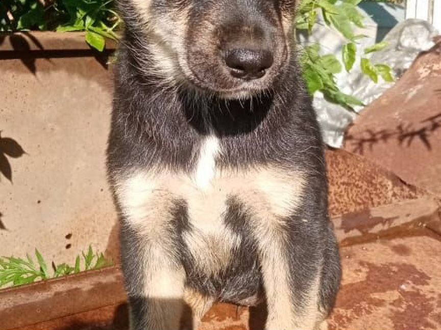 Отдам бесплатно щенки