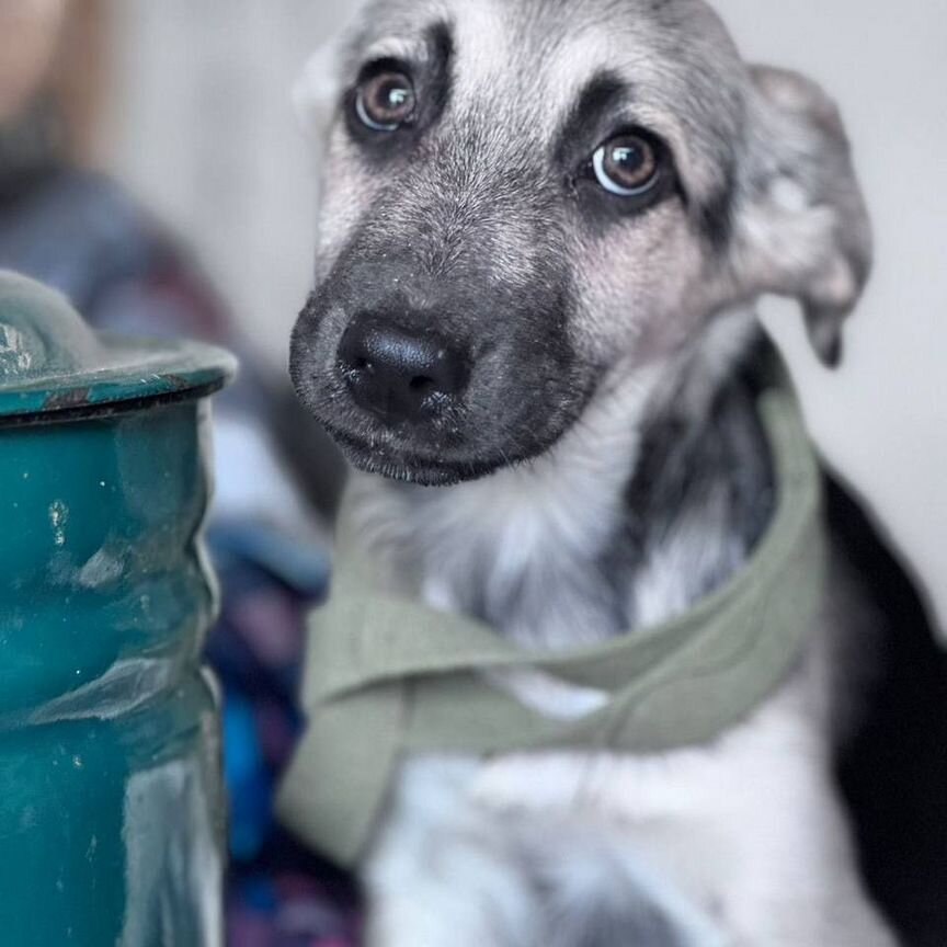 Малыш щенок Милаш ждет тебя в приюте