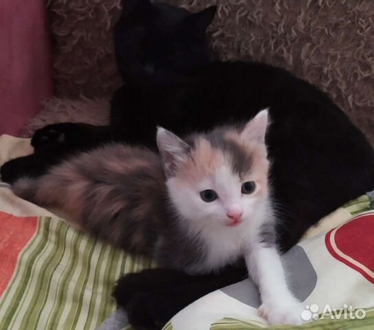 Трёхцветная кошечка и котик в любящую семью
