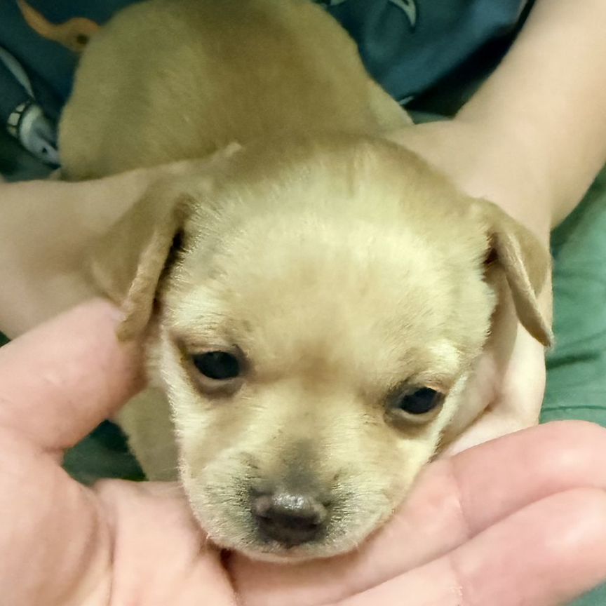 Русский той-терьер, щенок